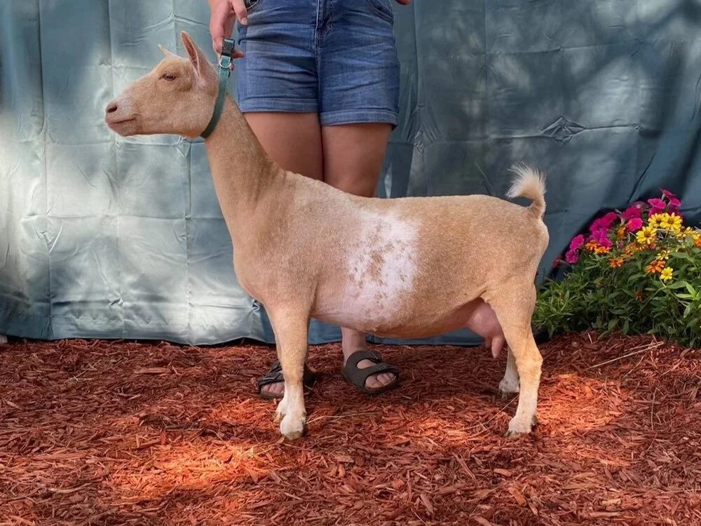 Denbow Acres Gypsy — Haymaker Farm Nigerian Dwarf Goats