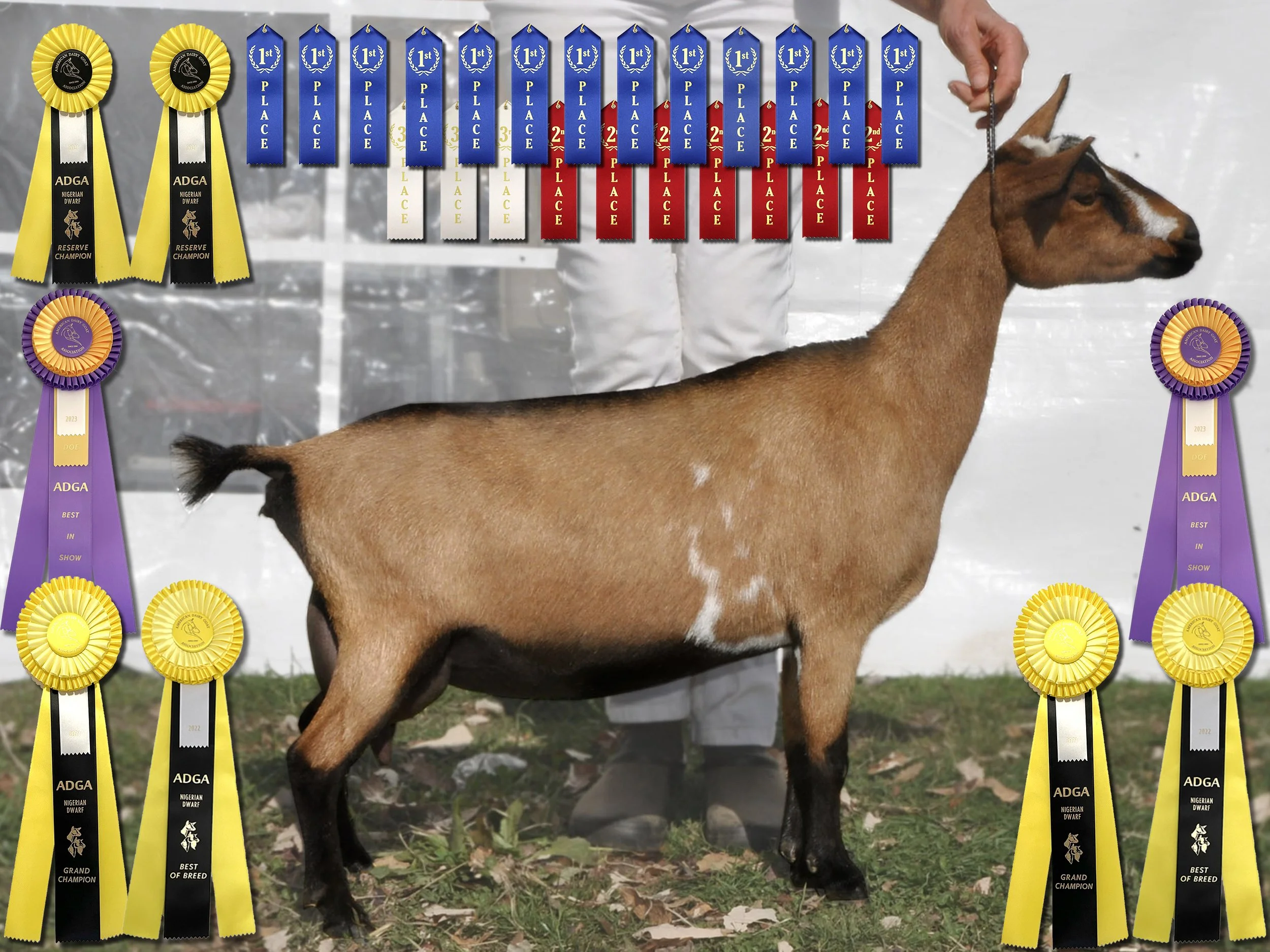 FeatherNScale Lemon Zest — Haymaker Farm Nigerian Dwarf Goats