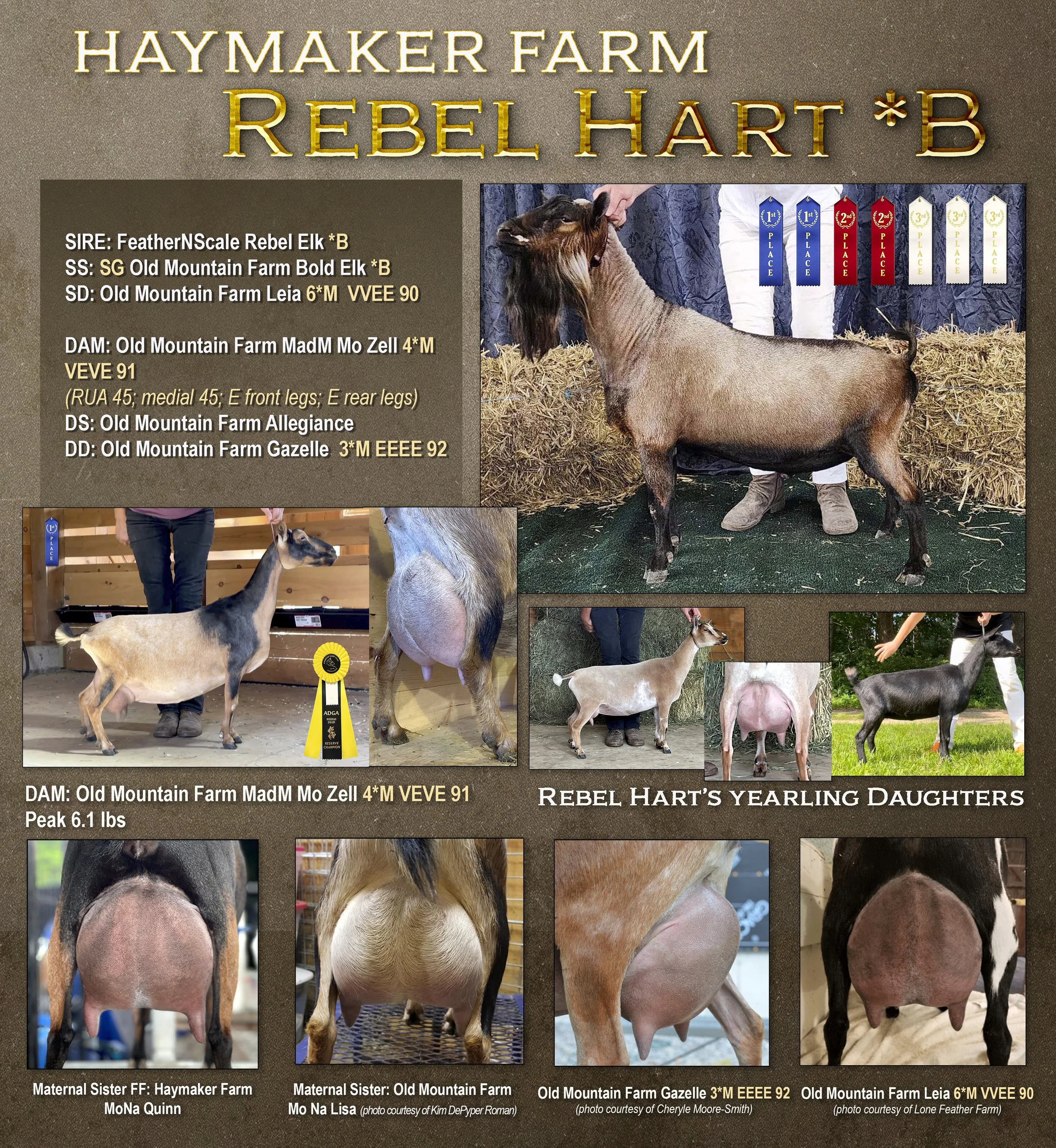 Semen Sales — Haymaker Farm Nigerian Dwarf Goats