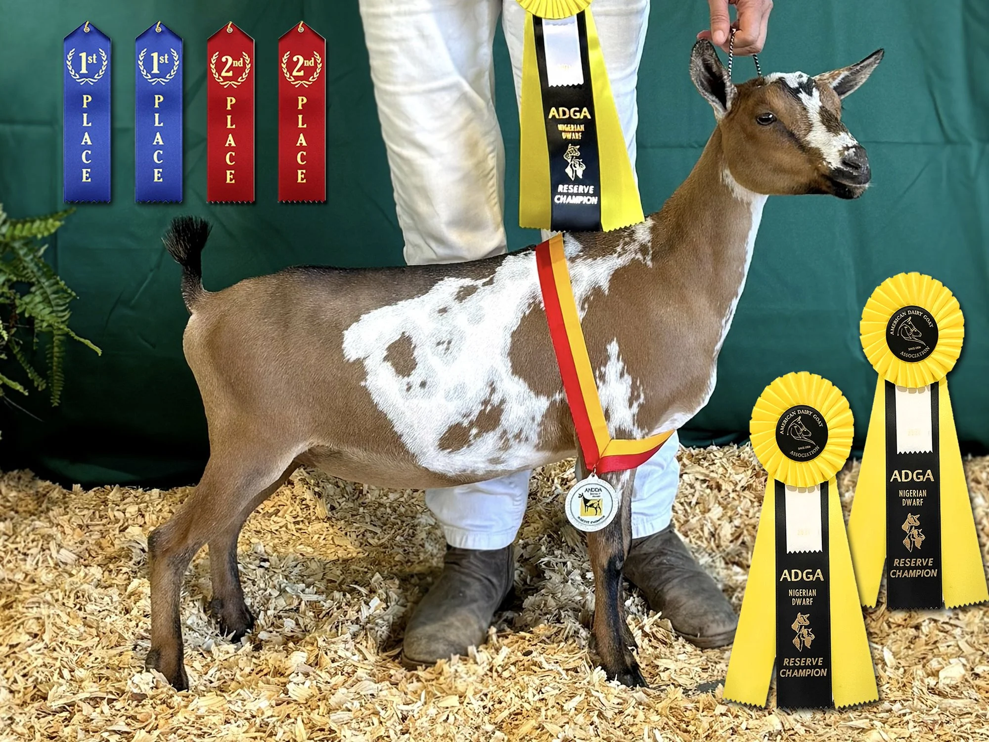 First Fresheners — Haymaker Farm Nigerian Dwarf Goats