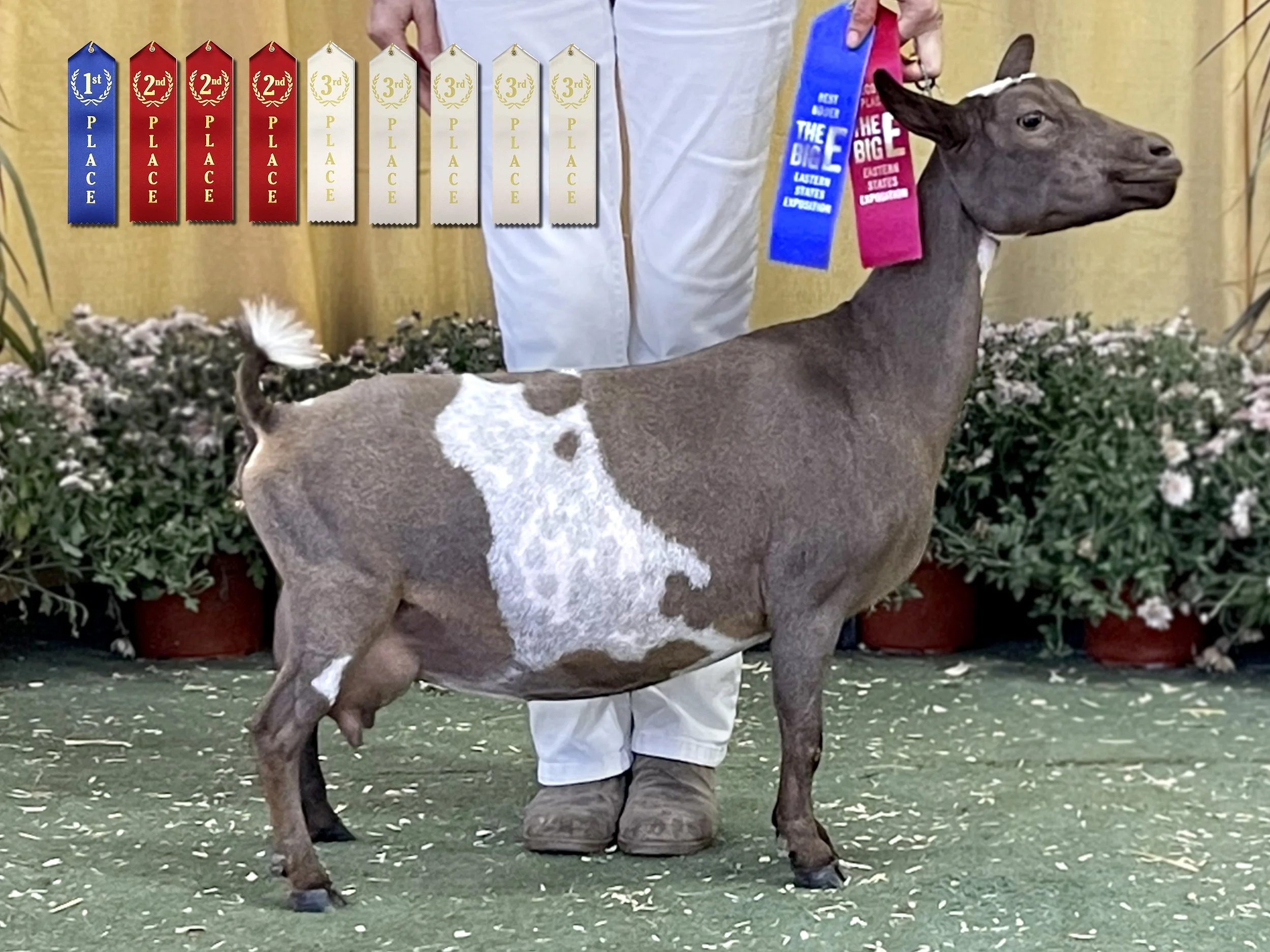 2025 Breeding Schedule — Haymaker Farm Nigerian Dwarf Goats