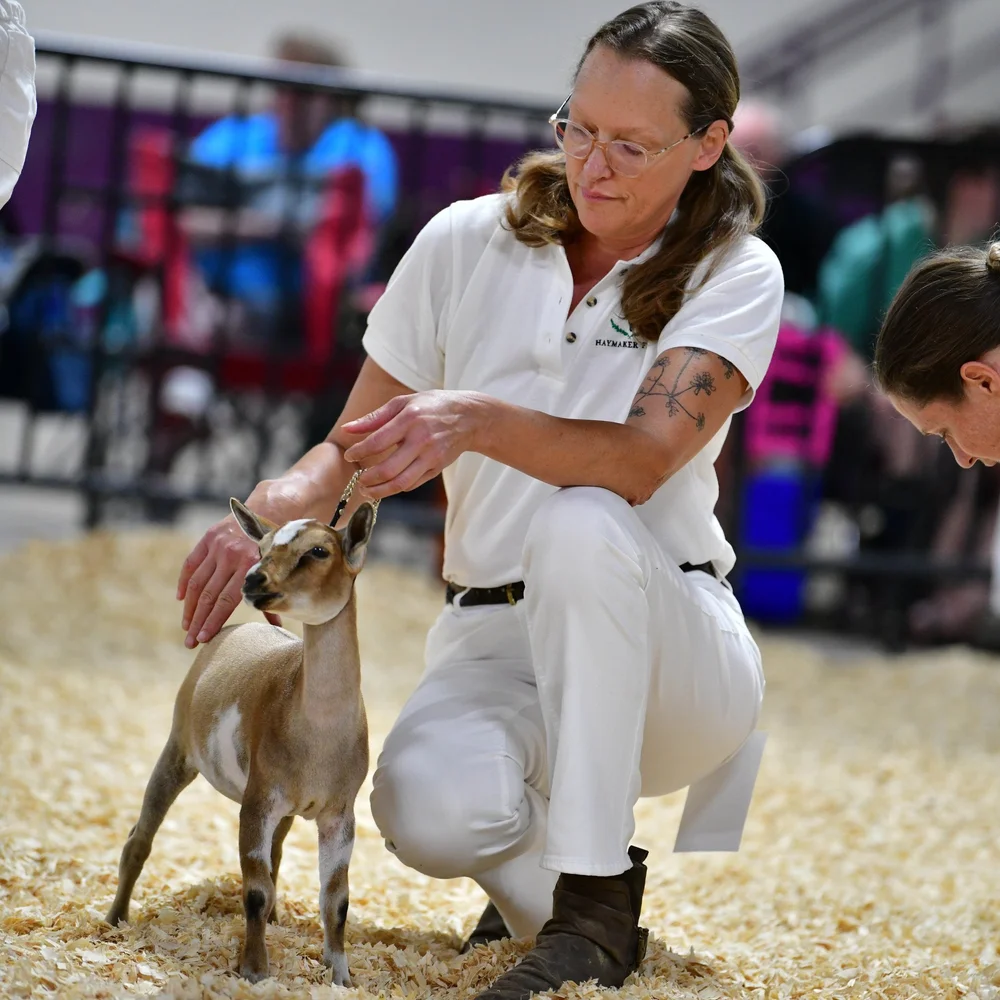 Haymaker Farm Nigerian Dwarf Goats