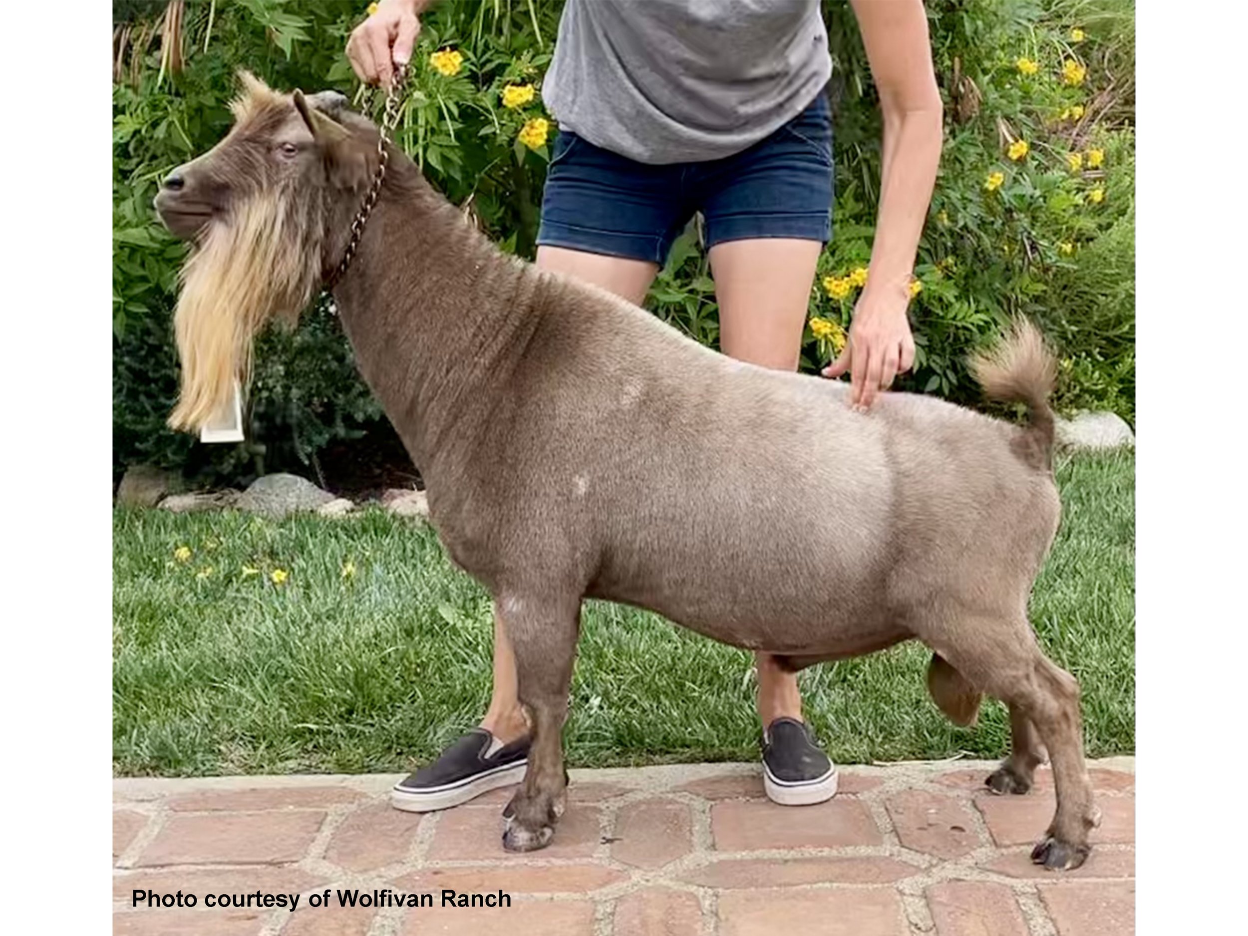 2025 Breeding Schedule — Haymaker Farm Nigerian Dwarf Goats
