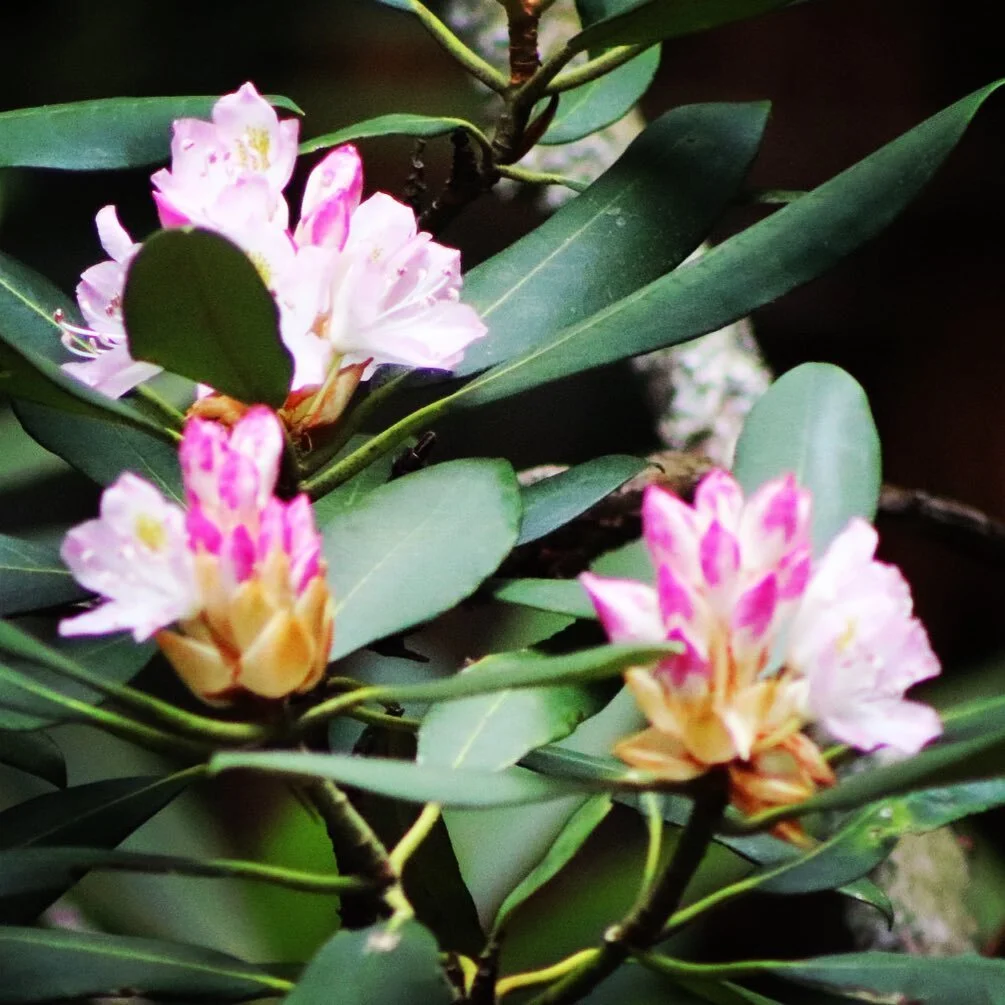 thesterlingrosesanctuary