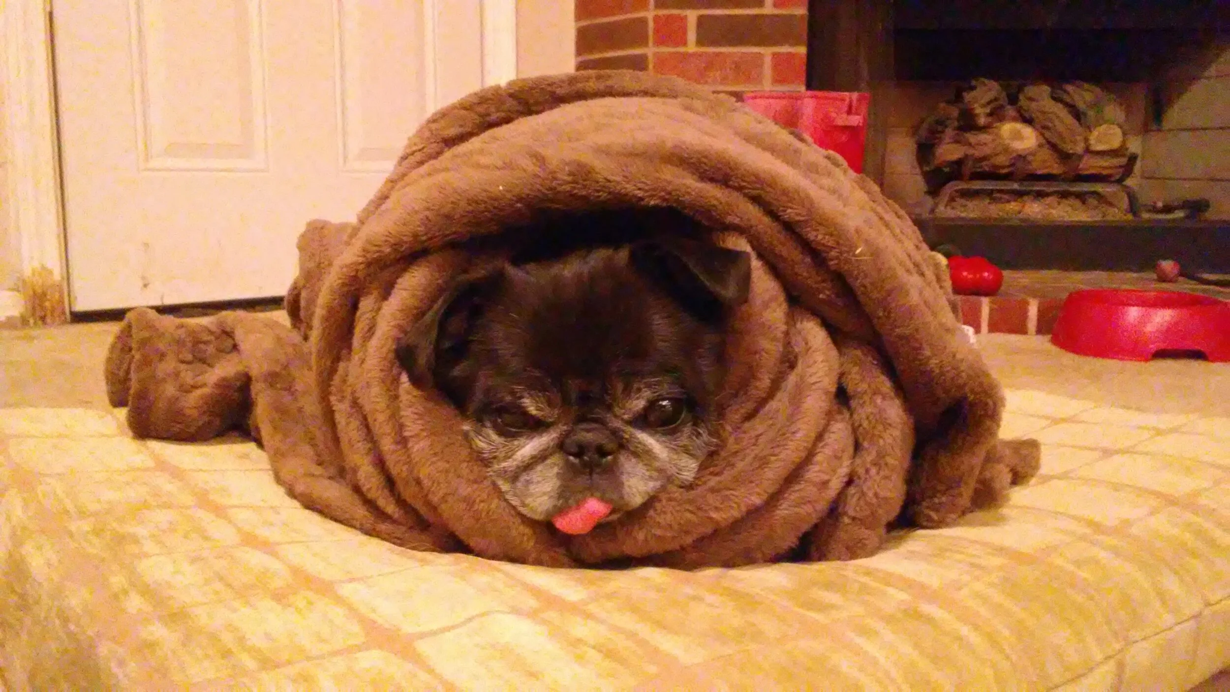 Pug in Need? | Pug Rescue of Austin