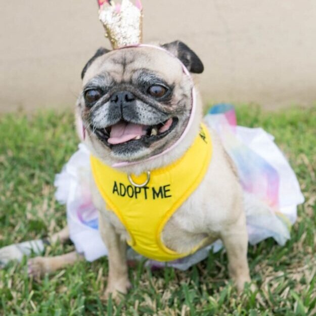 Adoptable Dogs | Pug Rescue of Austin