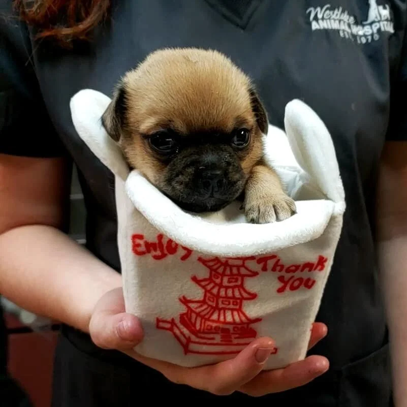 Adoptable Dogs | Pug Rescue of Austin