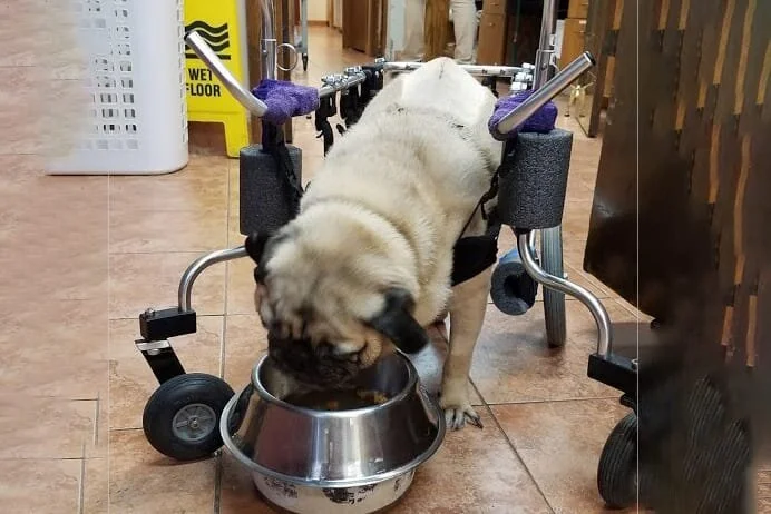 Our Biggest Rescues | Pug Rescue of Austin