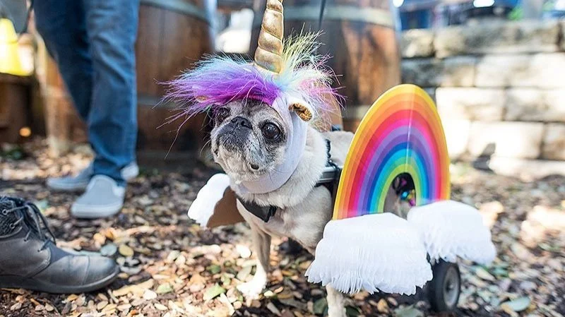 Pug Rescue of Austin