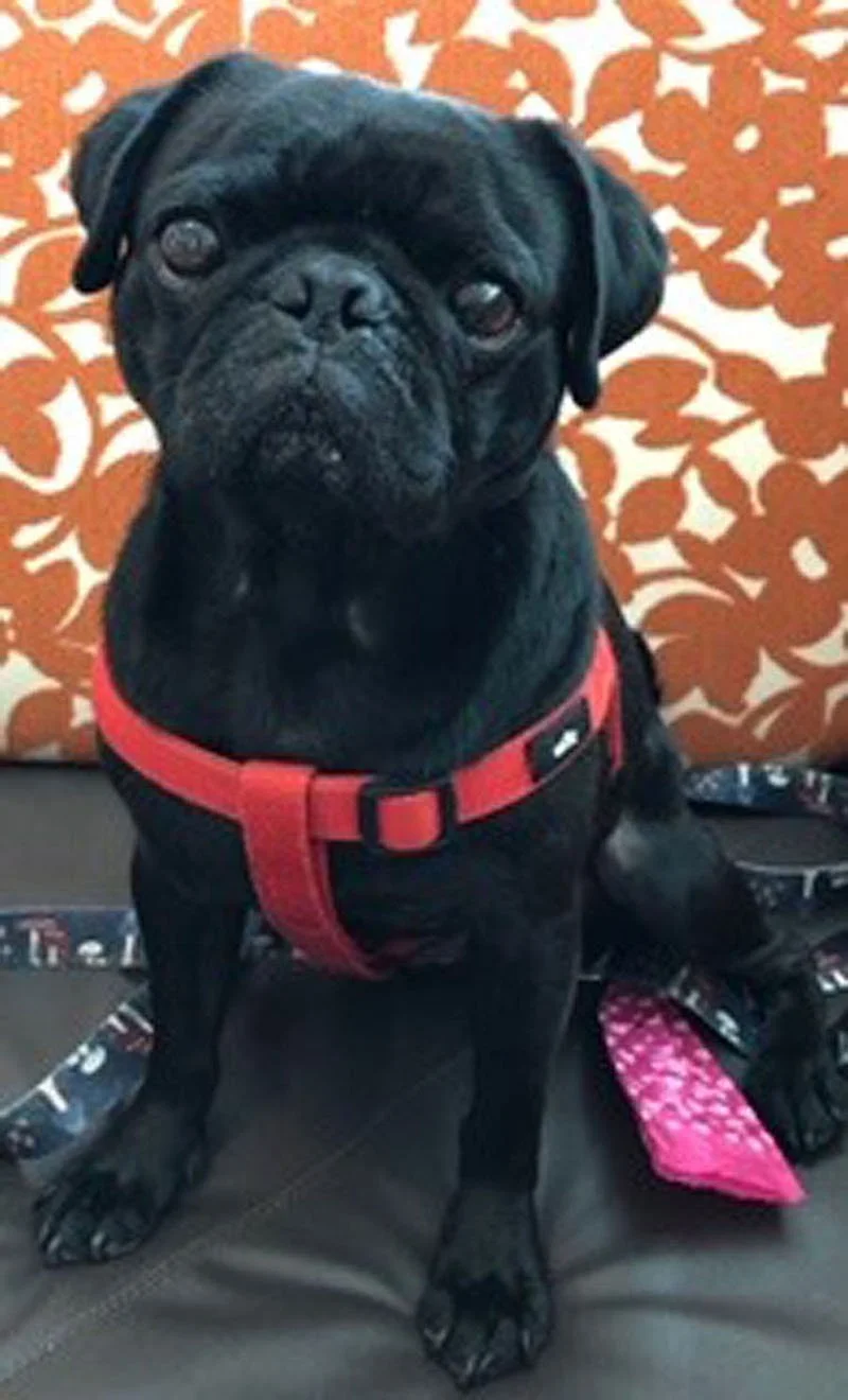 Jet | Pug Rescue of Austin