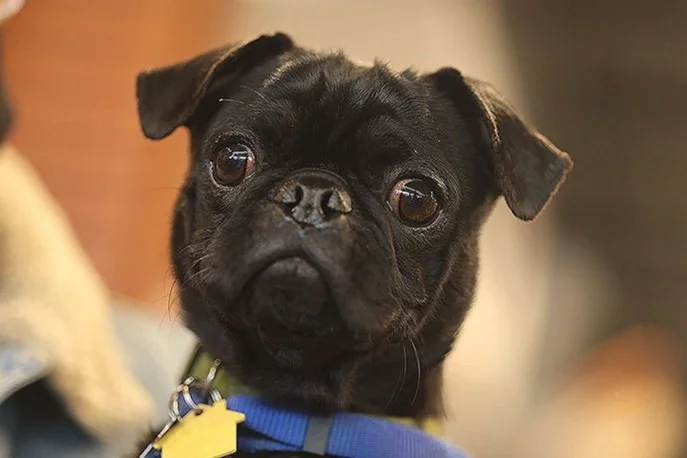 Pug Rescue of Austin