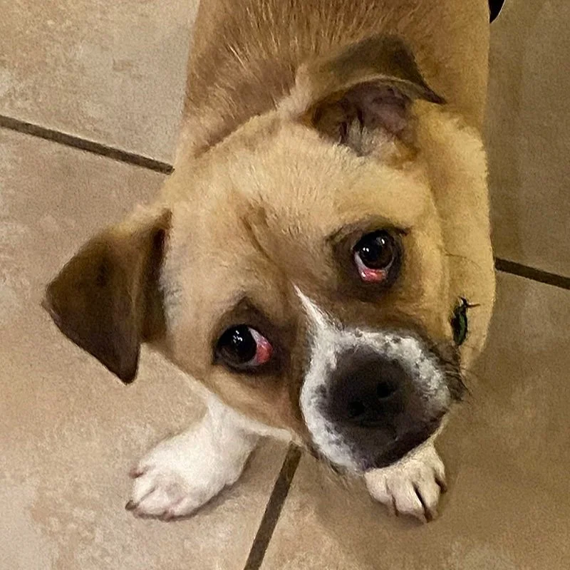 Pug Rescue of Austin