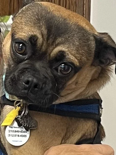 Pug Rescue of Austin