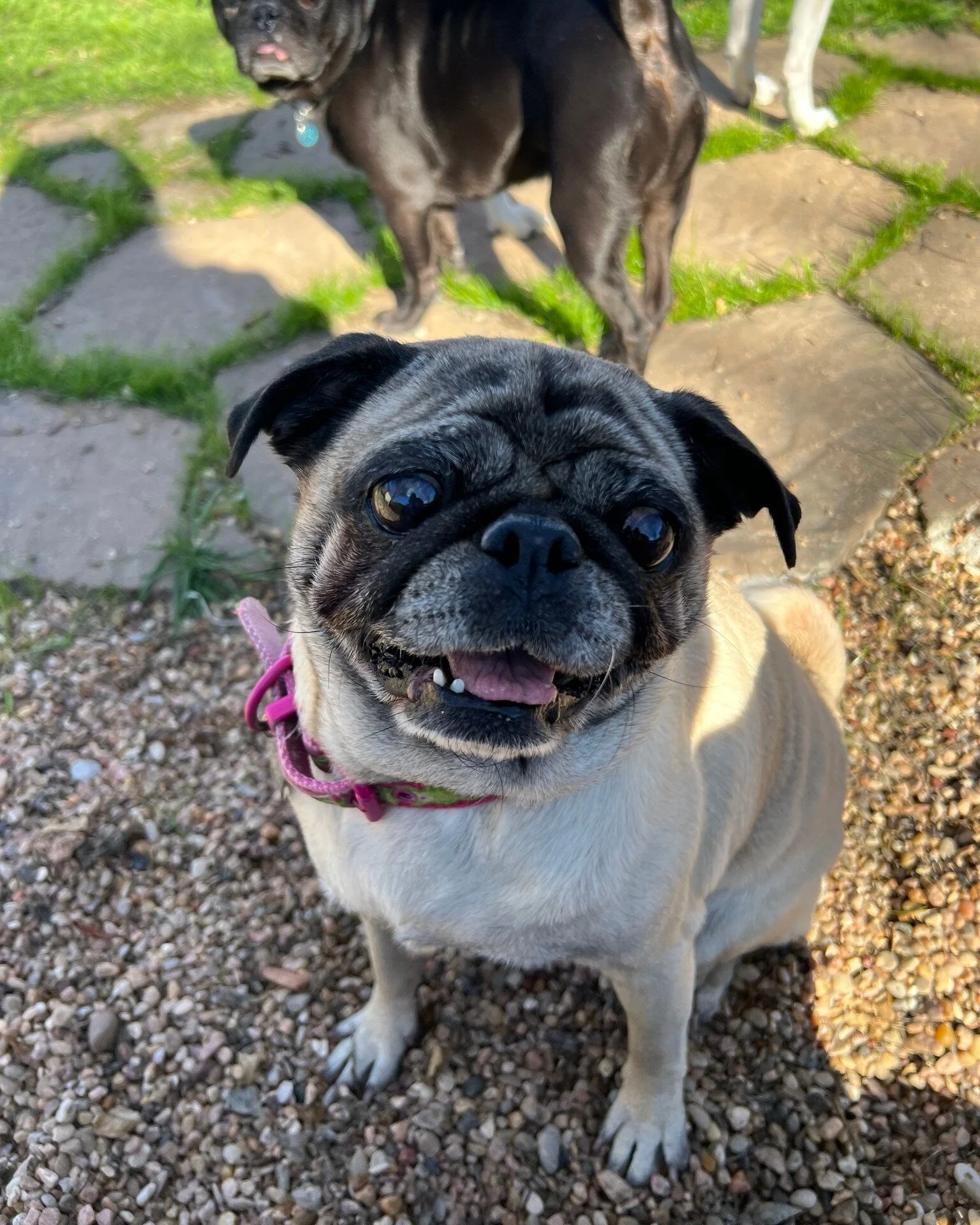 Pug Rescue of Austin