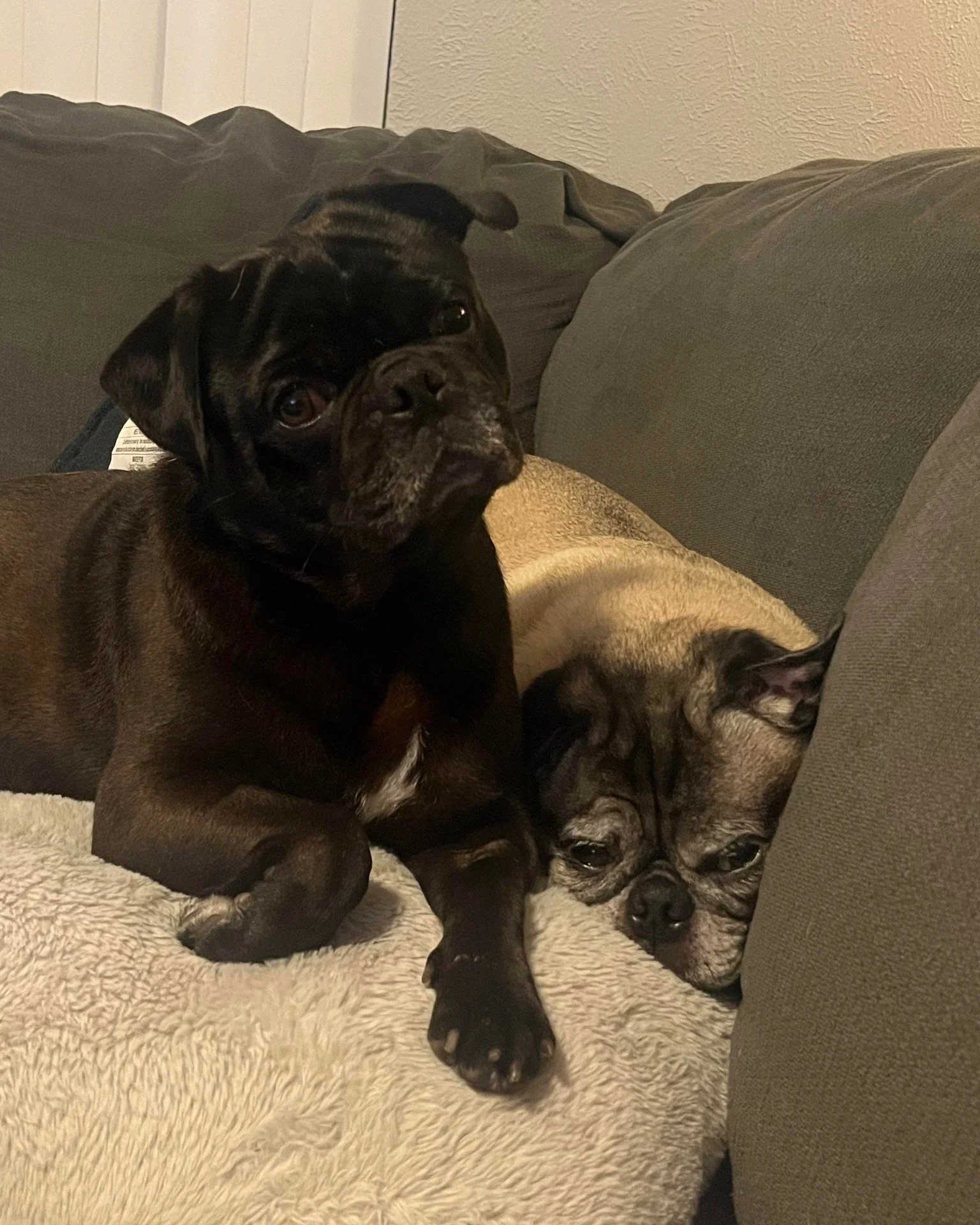 Pug Rescue of Austin