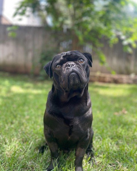 Pug Rescue of Austin