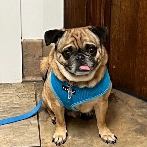 Pug Rescue of Austin