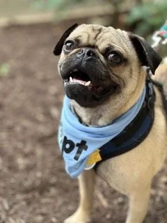 Presley | Pug Rescue of Austin