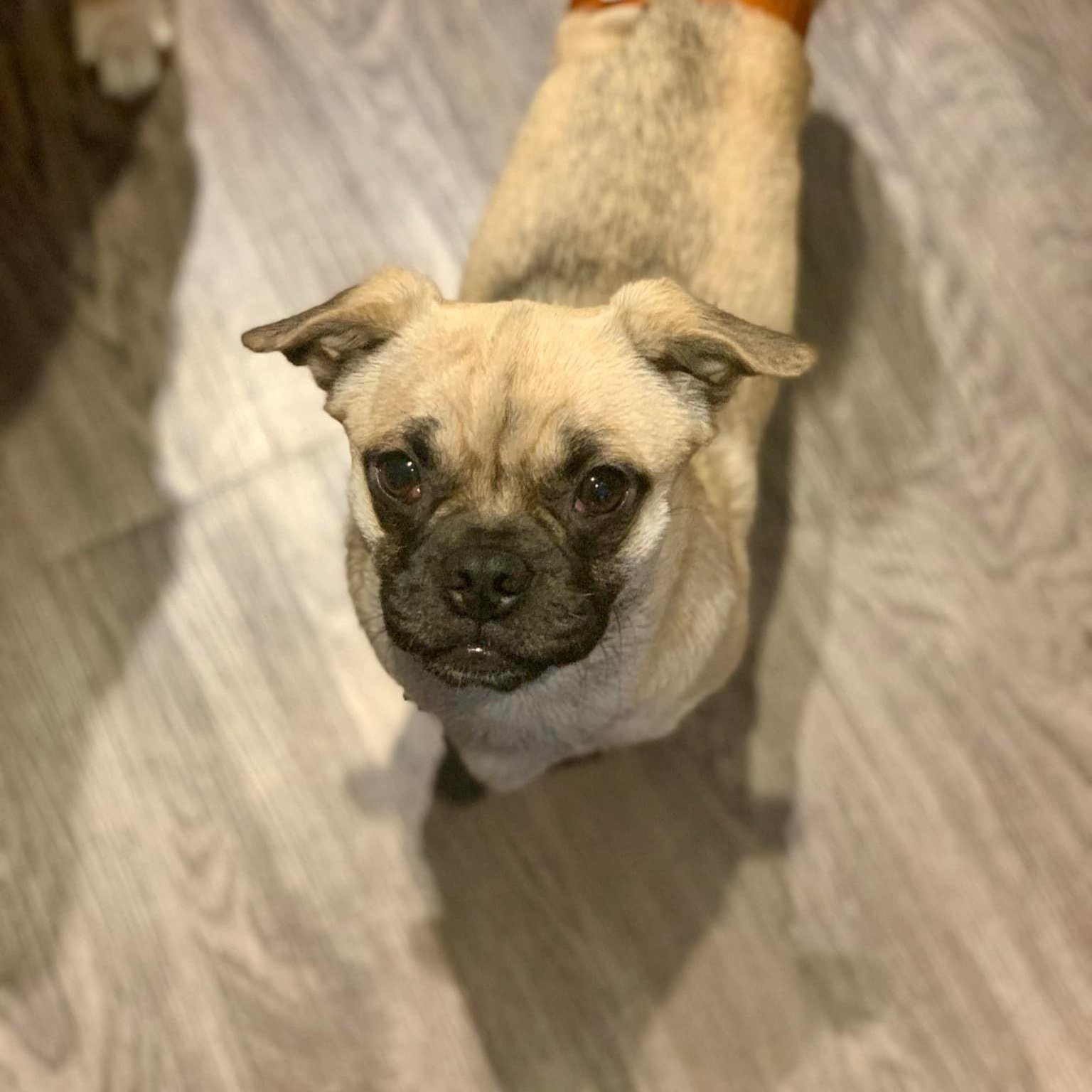 Pug Rescue of Austin