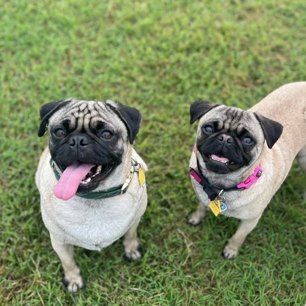Pug Rescue of Austin