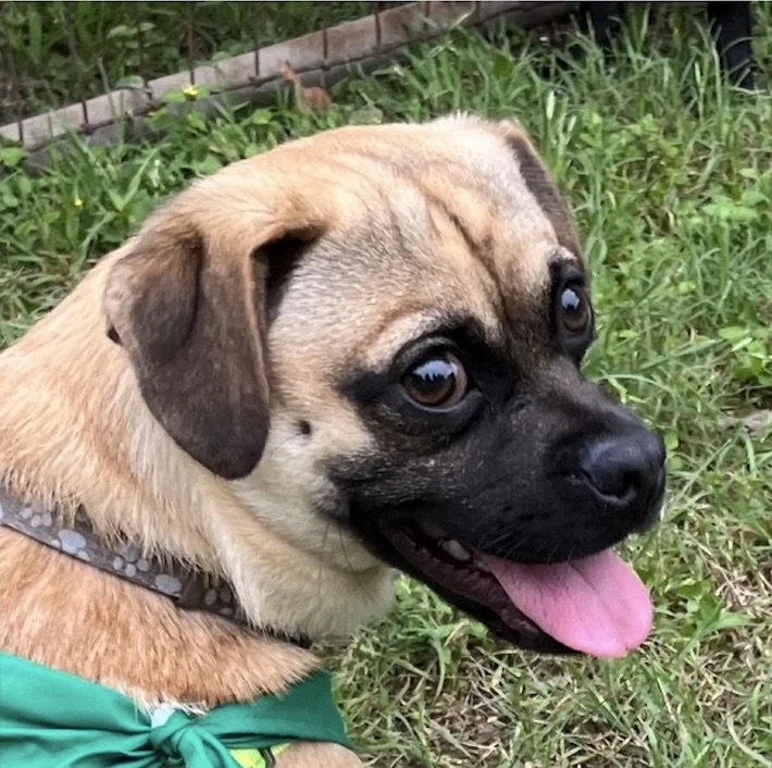 Bingo | Pug Rescue of Austin