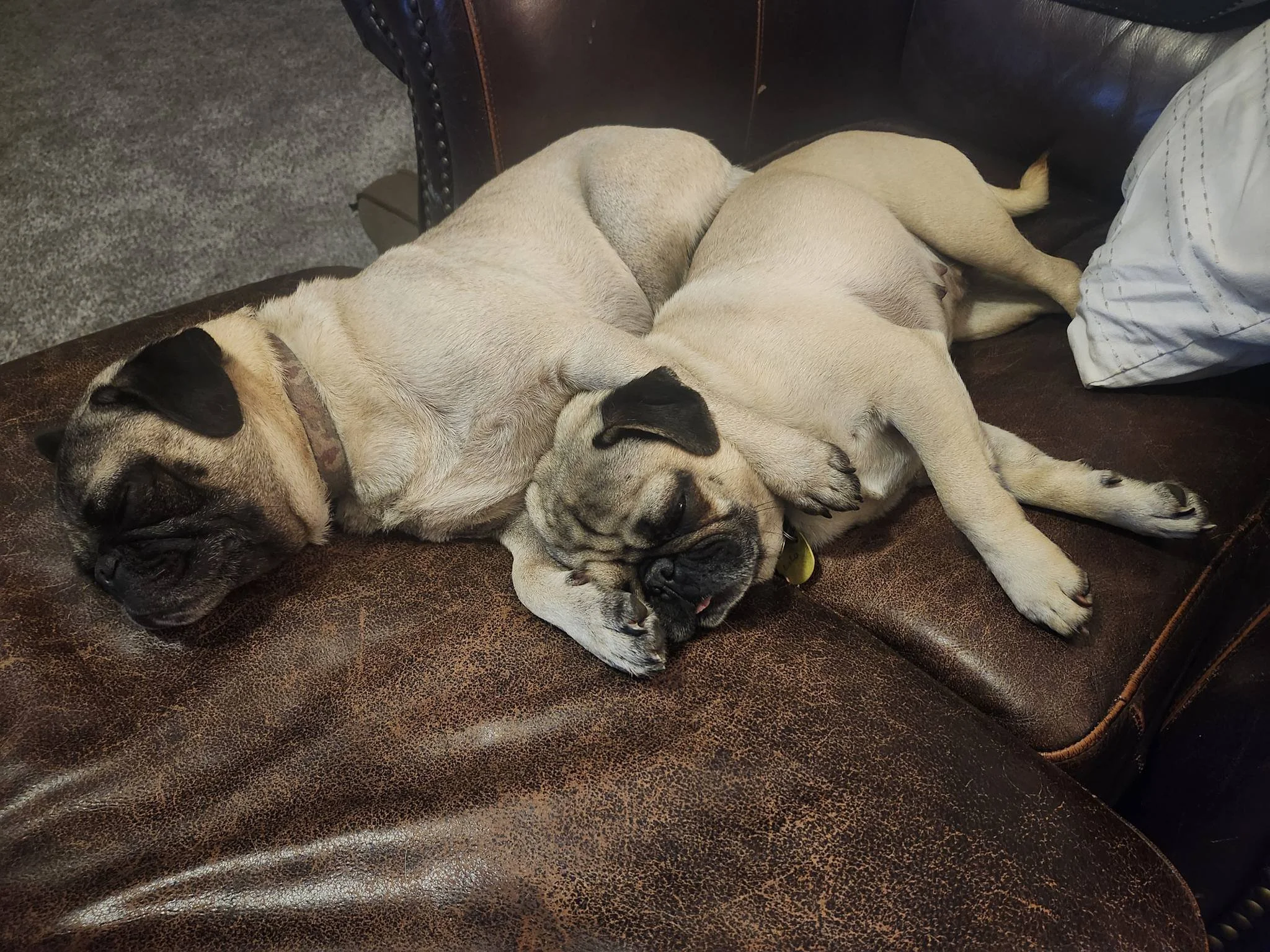 Pug Rescue of Austin