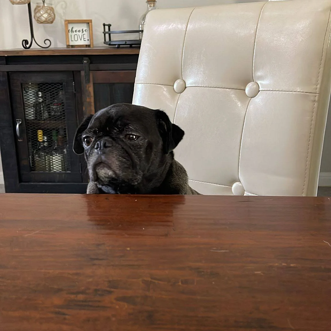 Pug Rescue of Austin