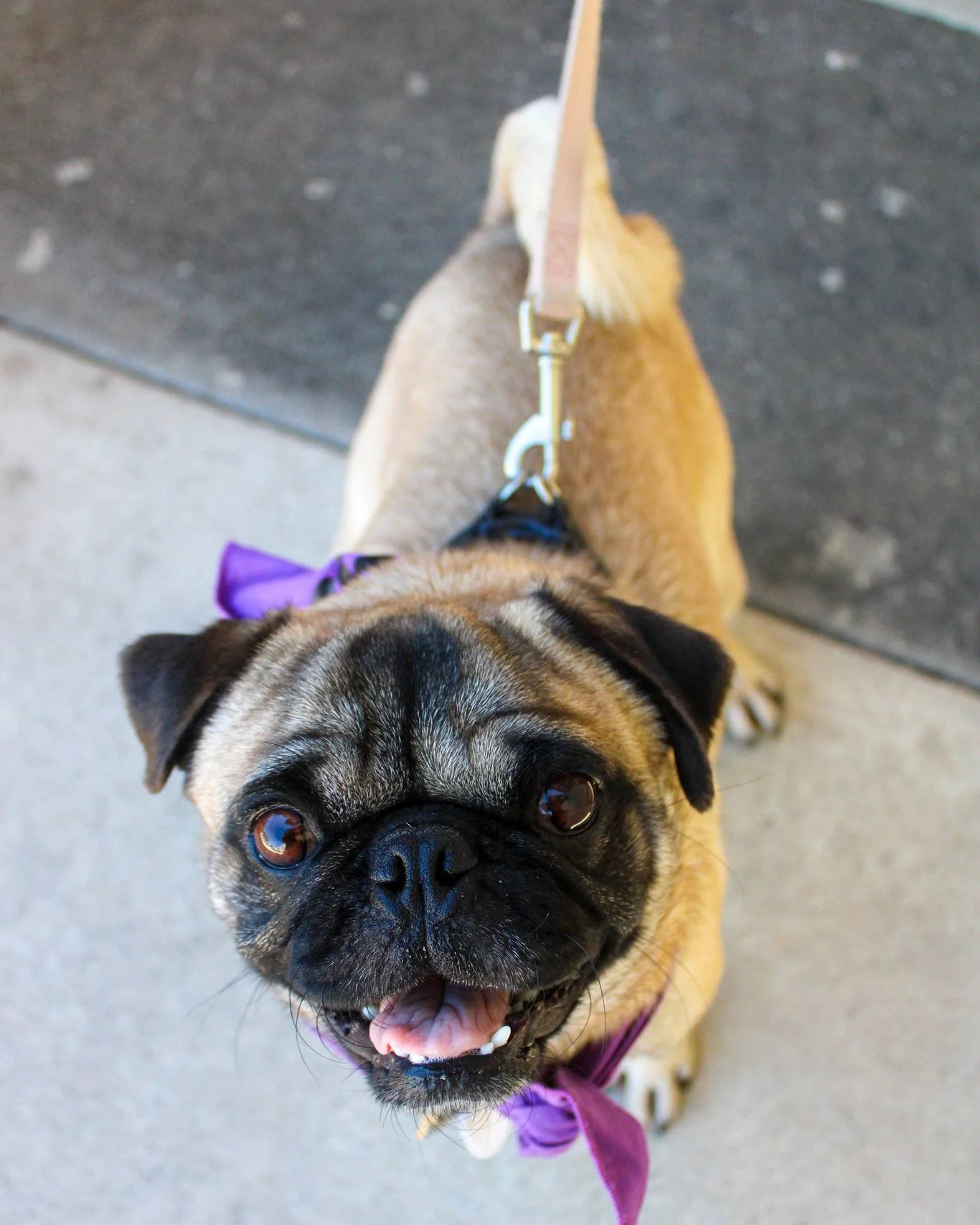 Pug Rescue of Austin