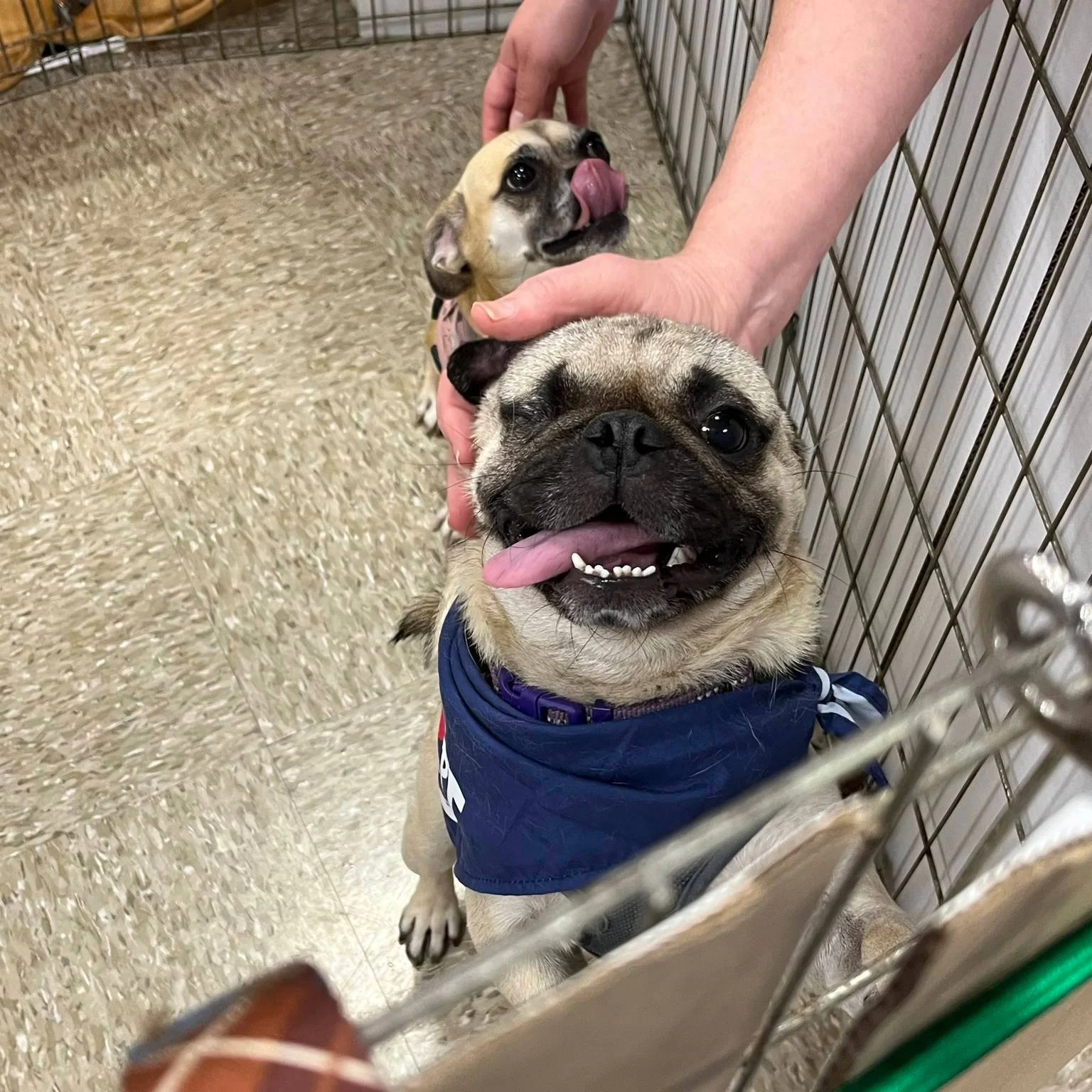 Pug Rescue of Austin