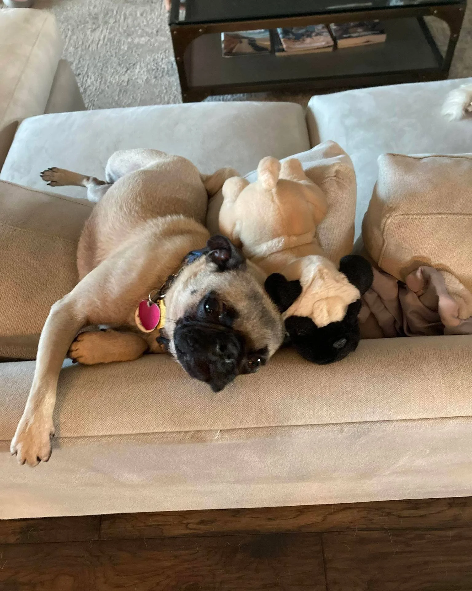 Pug Rescue of Austin