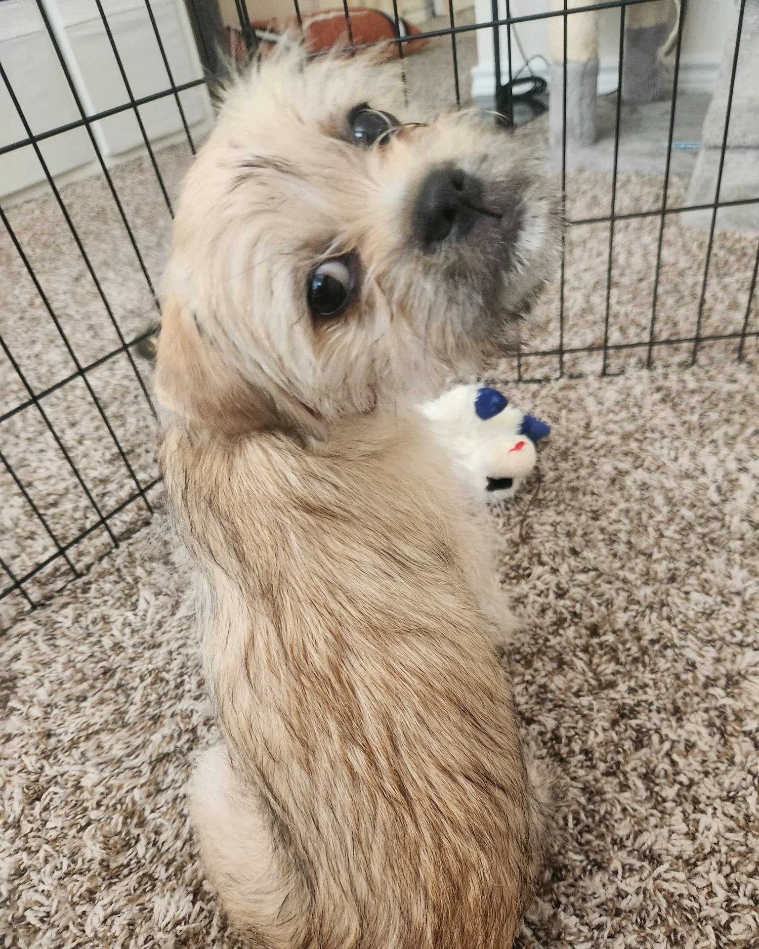 Pug Rescue of Austin