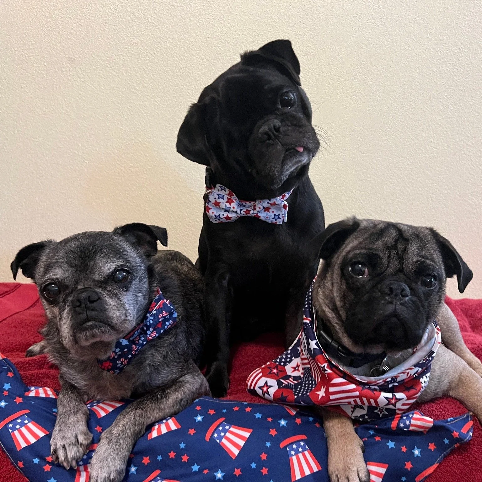 Pug Rescue of Austin