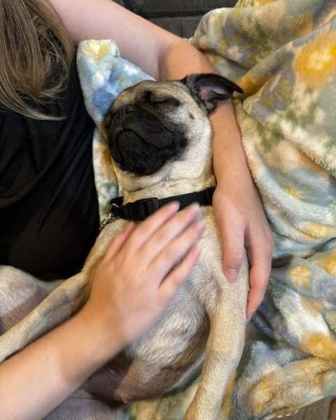 Pug Rescue of Austin