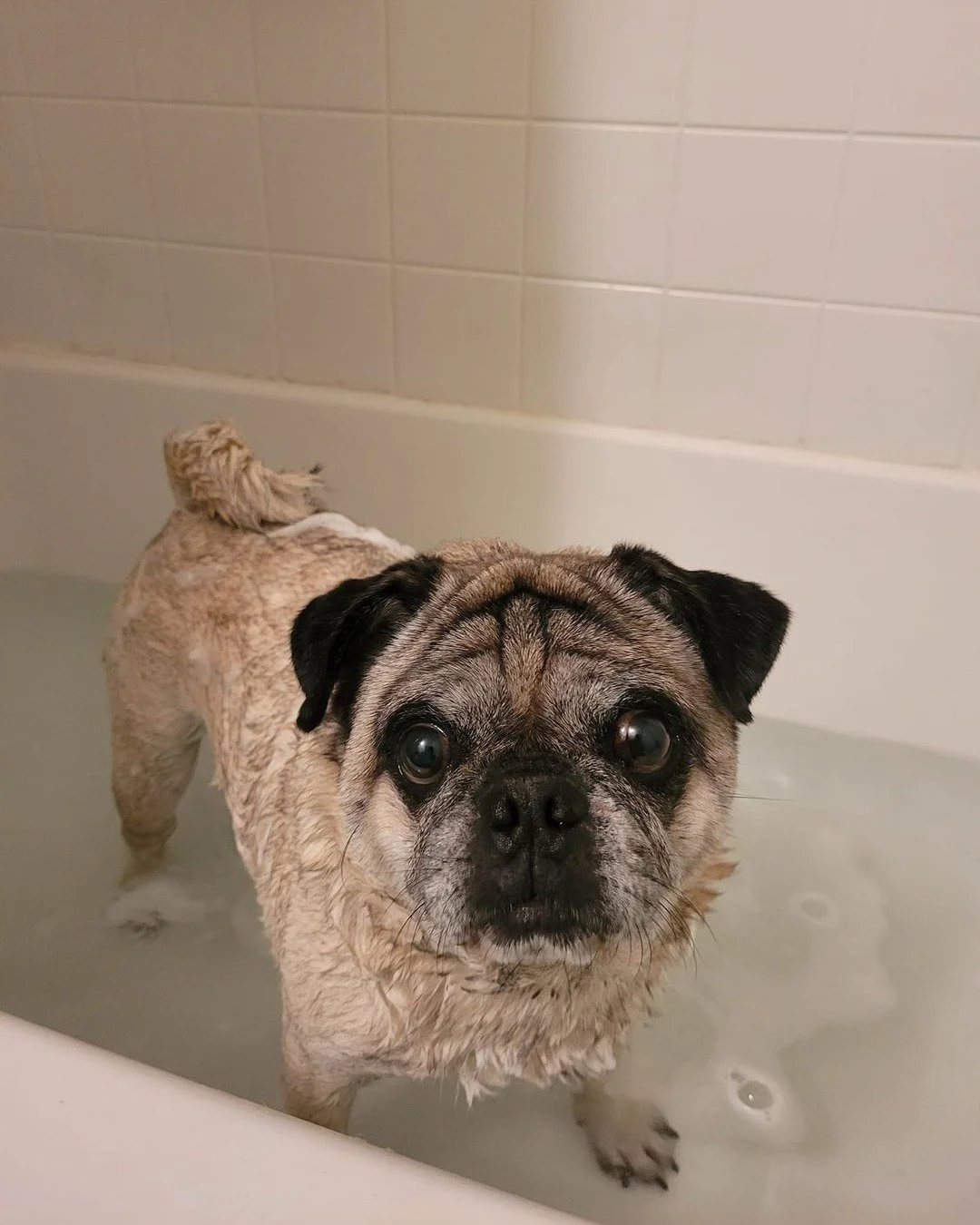 Pug Rescue of Austin