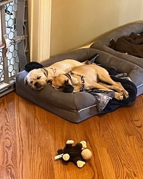 Pug Rescue of Austin