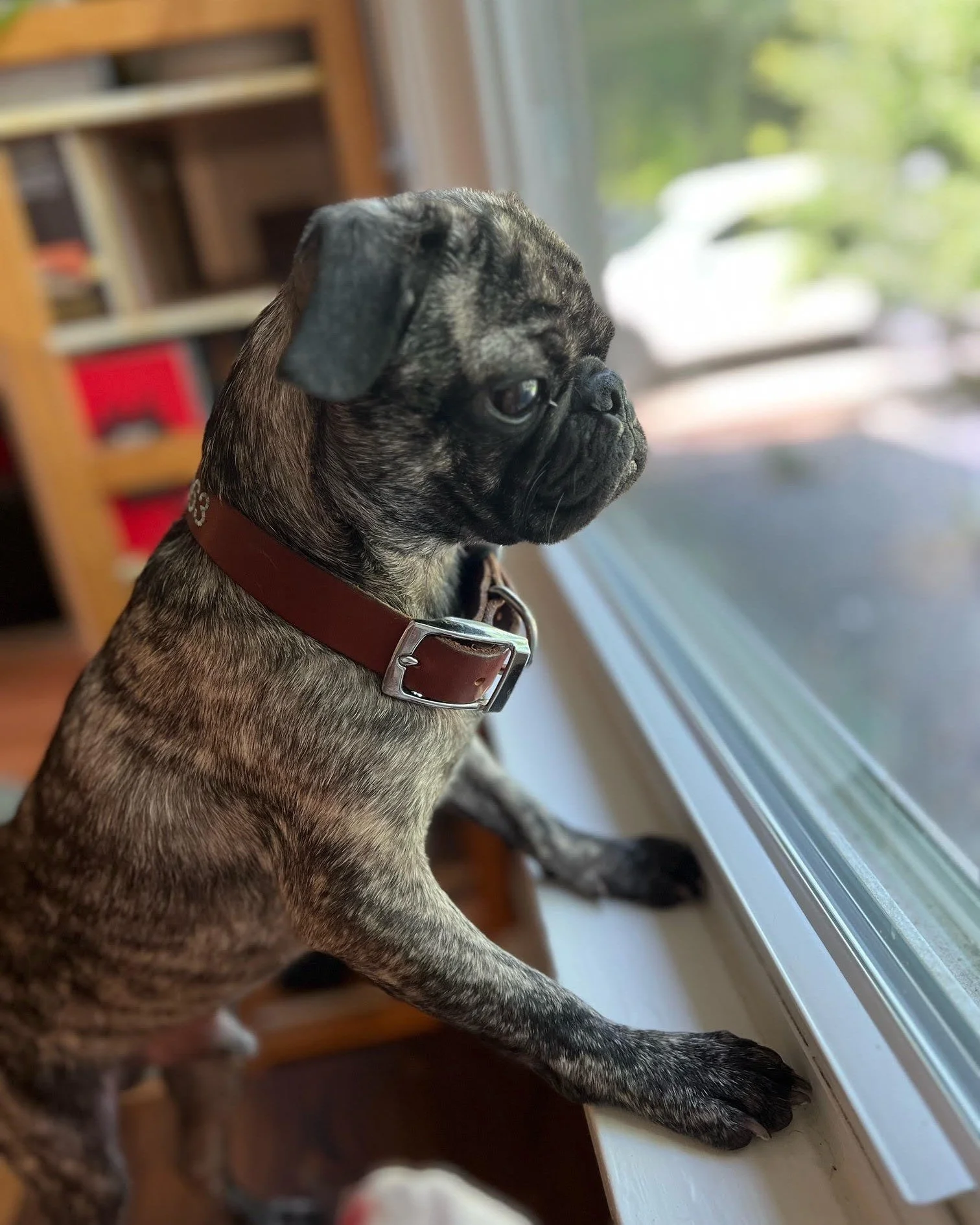 Pug Rescue of Austin
