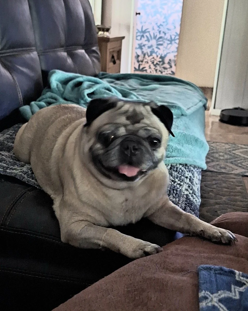 Pug Rescue of Austin