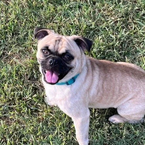 Pug Rescue of Austin