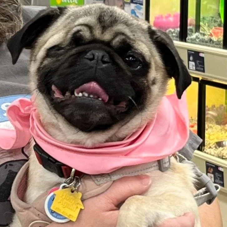 Pug Rescue of Austin