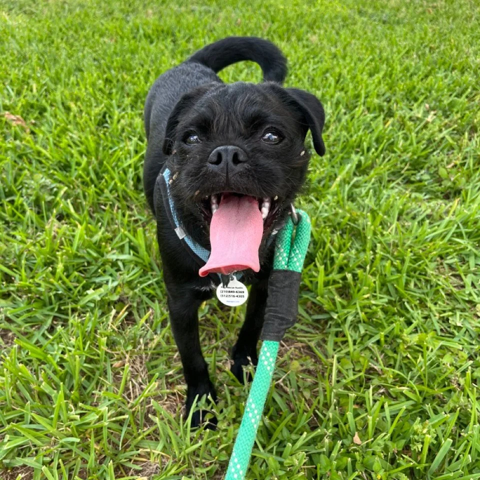 Pug Rescue of Austin