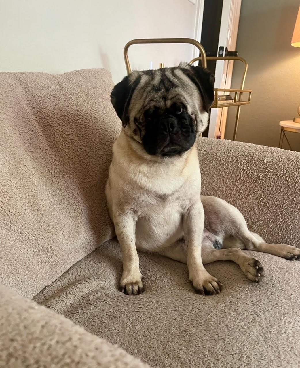 Pug Rescue of Austin