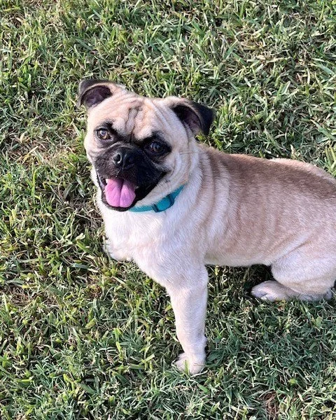 Pug Rescue of Austin