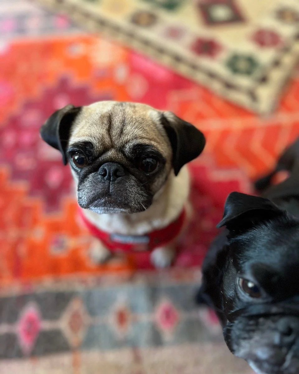 Pug Rescue of Austin