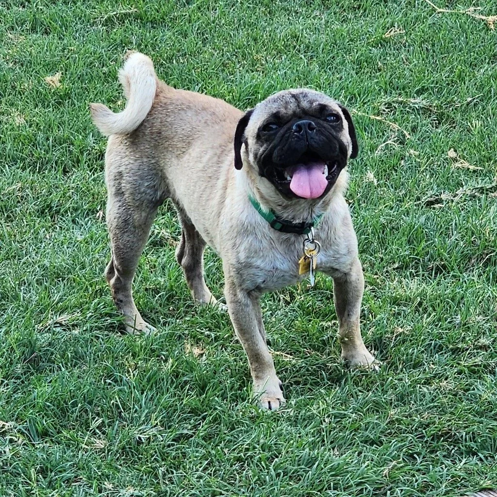 Pug Rescue of Austin