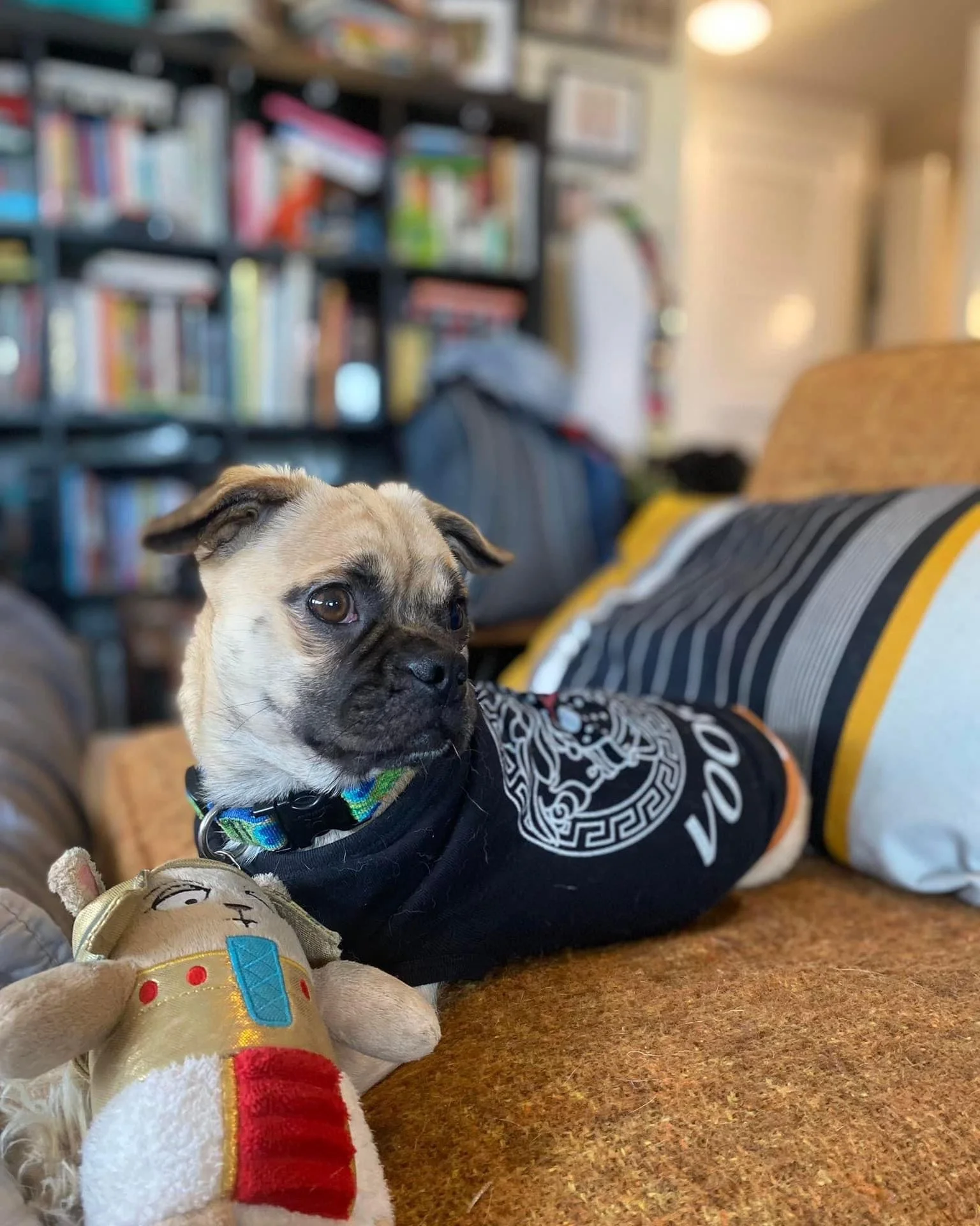 Pug Rescue of Austin