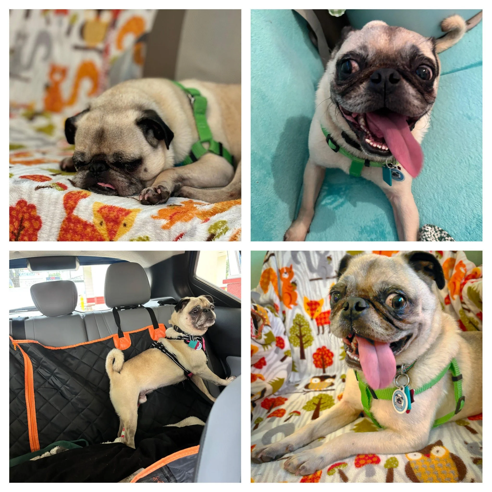 Pug Rescue of Austin