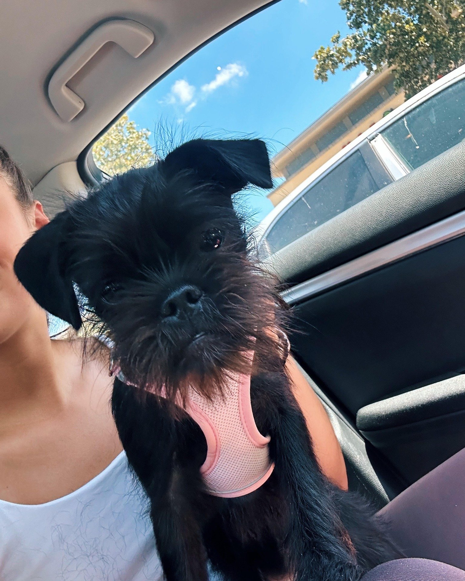 Pug Rescue of Austin