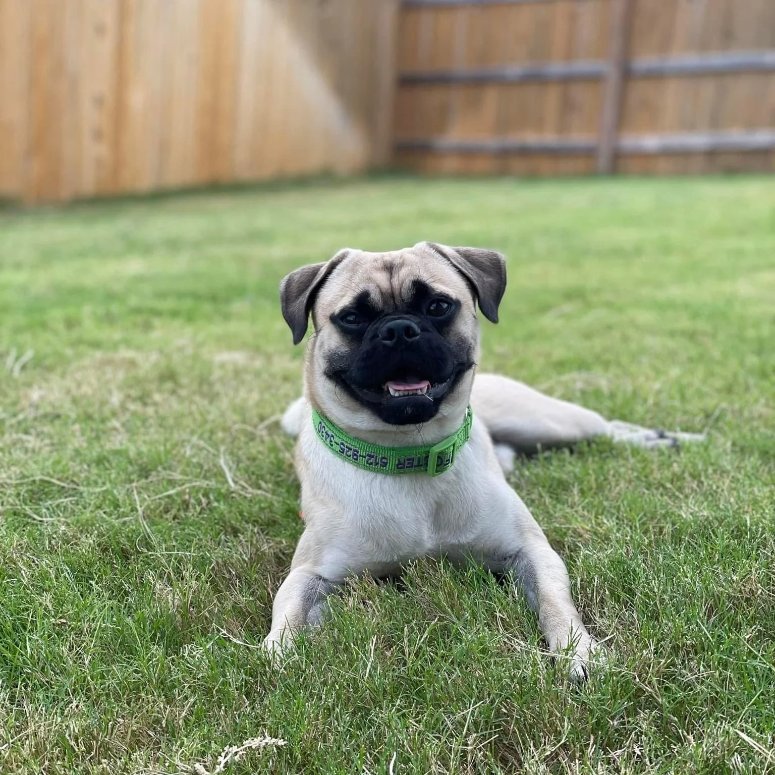 Pug Rescue of Austin