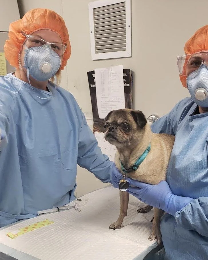 Pug Rescue of Austin