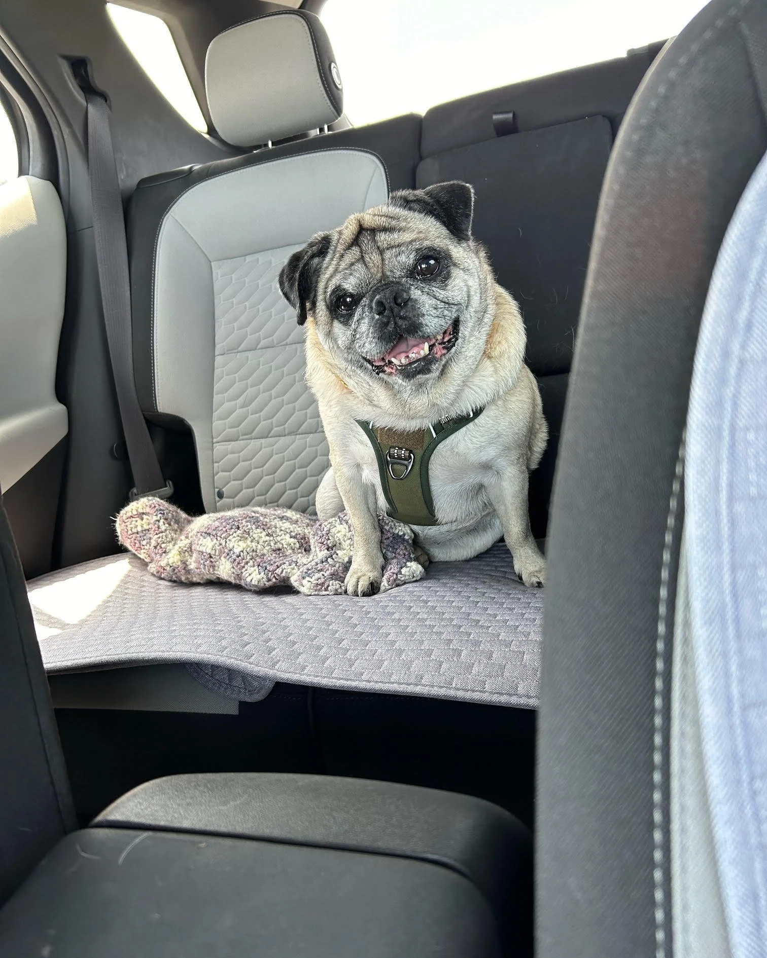 Pug Rescue of Austin